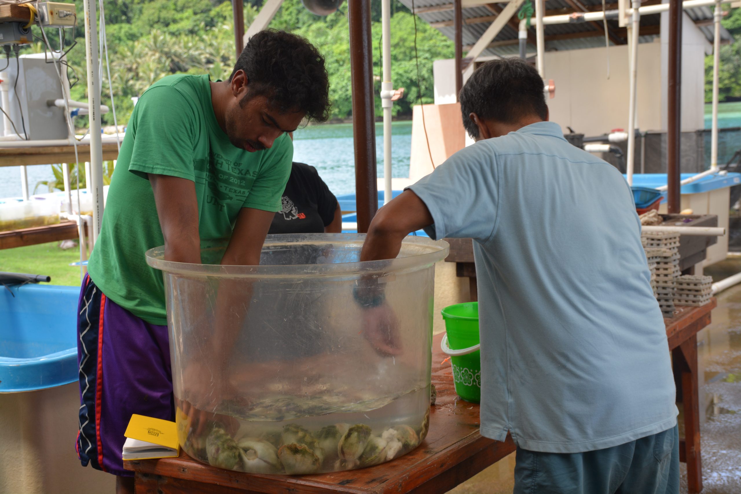 Giant clams are abundant and widespread in Palau, new study finds ...